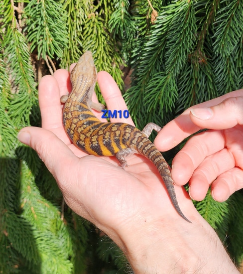 ZM10 2023 Dark X Orange Northern Blue Tongue Skink Northern Blue ...
