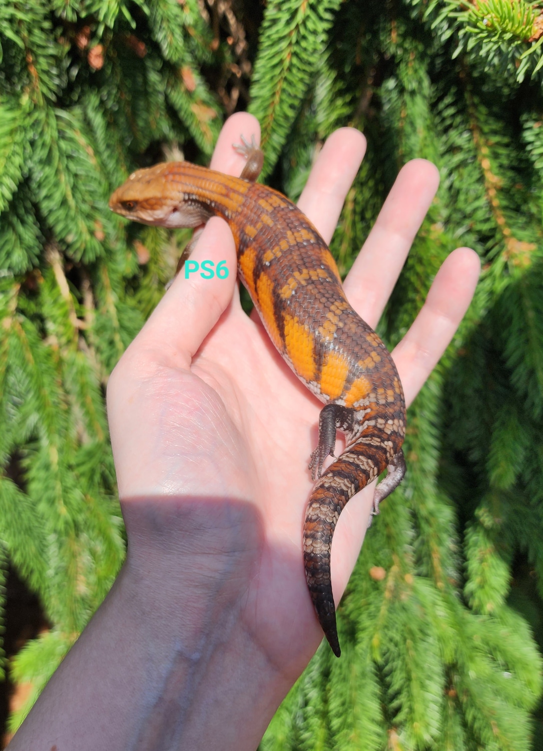 PS6 2023 Red Line Northern Blue-Tongued Skink by KO Exotics - MorphMarket