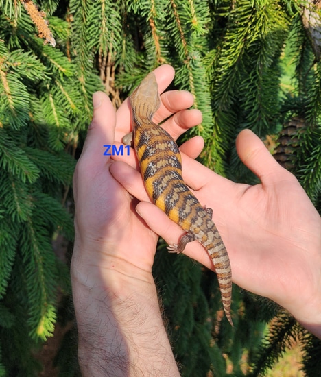 ZM1 2023 Dark X Orange Northern Blue Tongue Skink Northern Blue-Tongued ...