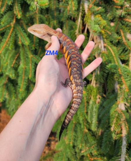 ZM4 2023 Dark X Orange Northern Blue Tongue Skink Northern Blue-Tongued ...