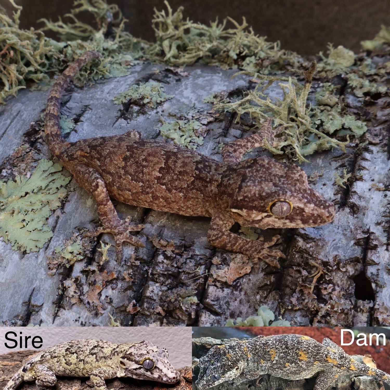 Yellow Blotch Project Offspring Gargoyle Gecko by Koala's Geckos ...