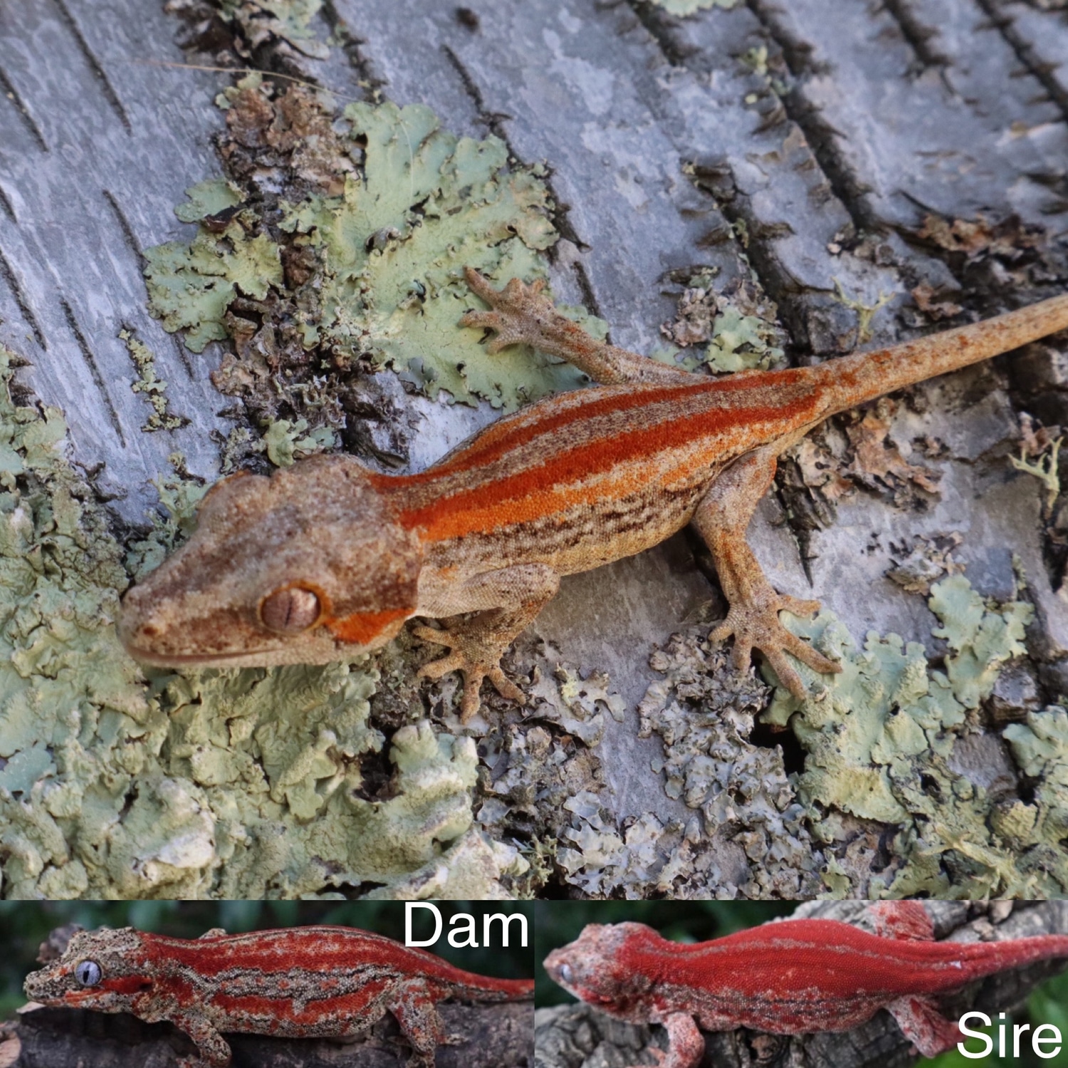 Red Stripe Offspring Gargoyle Gecko by Koala's Geckos - MorphMarket