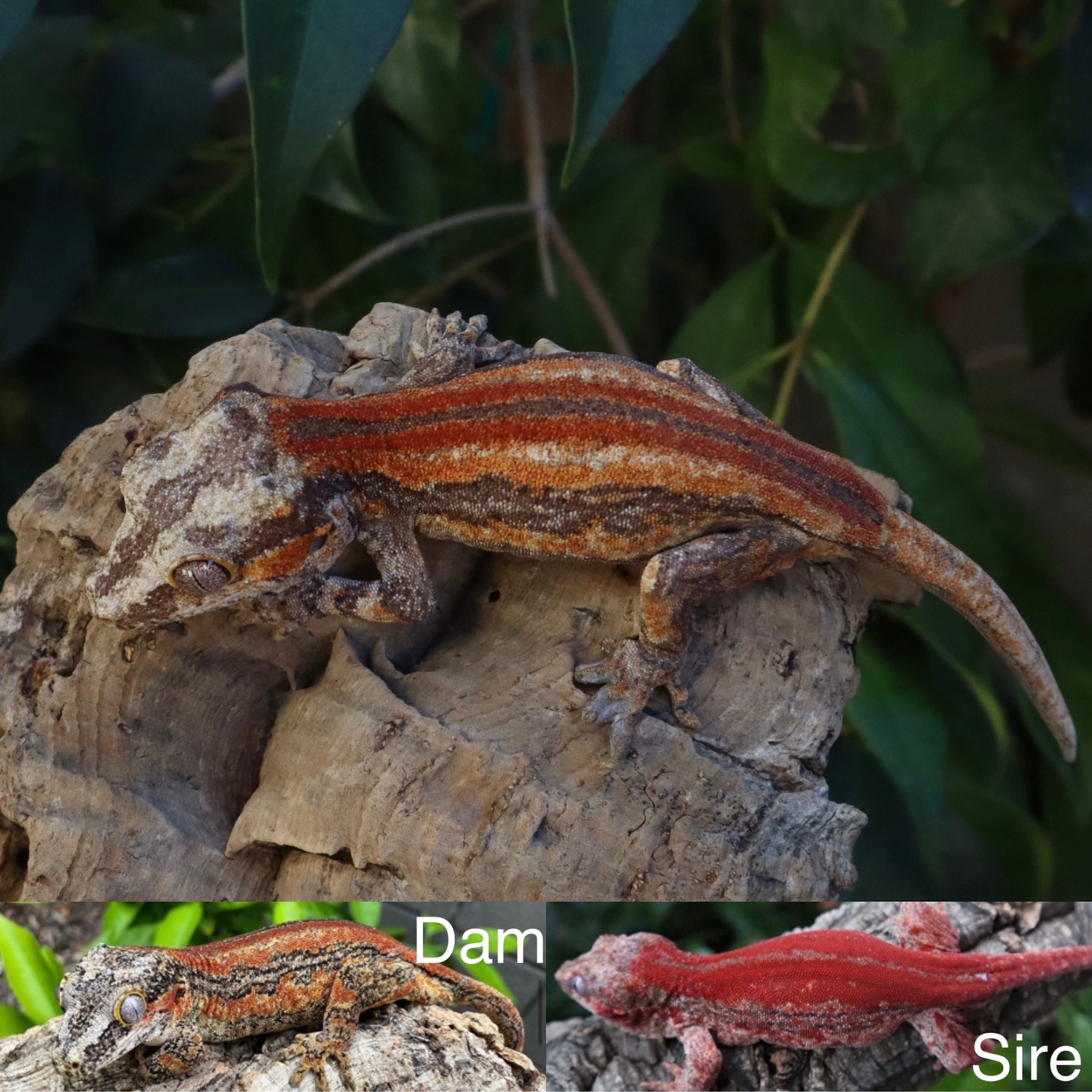Red Stripe Offspring Gargoyle Gecko by Koala's Geckos - MorphMarket
