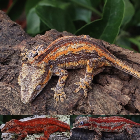 Red Stripe Offspring Gargoyle Gecko by Koala's Geckos