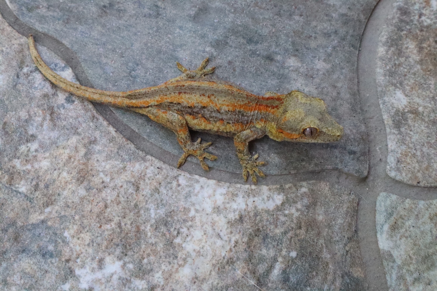 Red Stripe Offspring Gargoyle Gecko by Koala's Geckos - MorphMarket