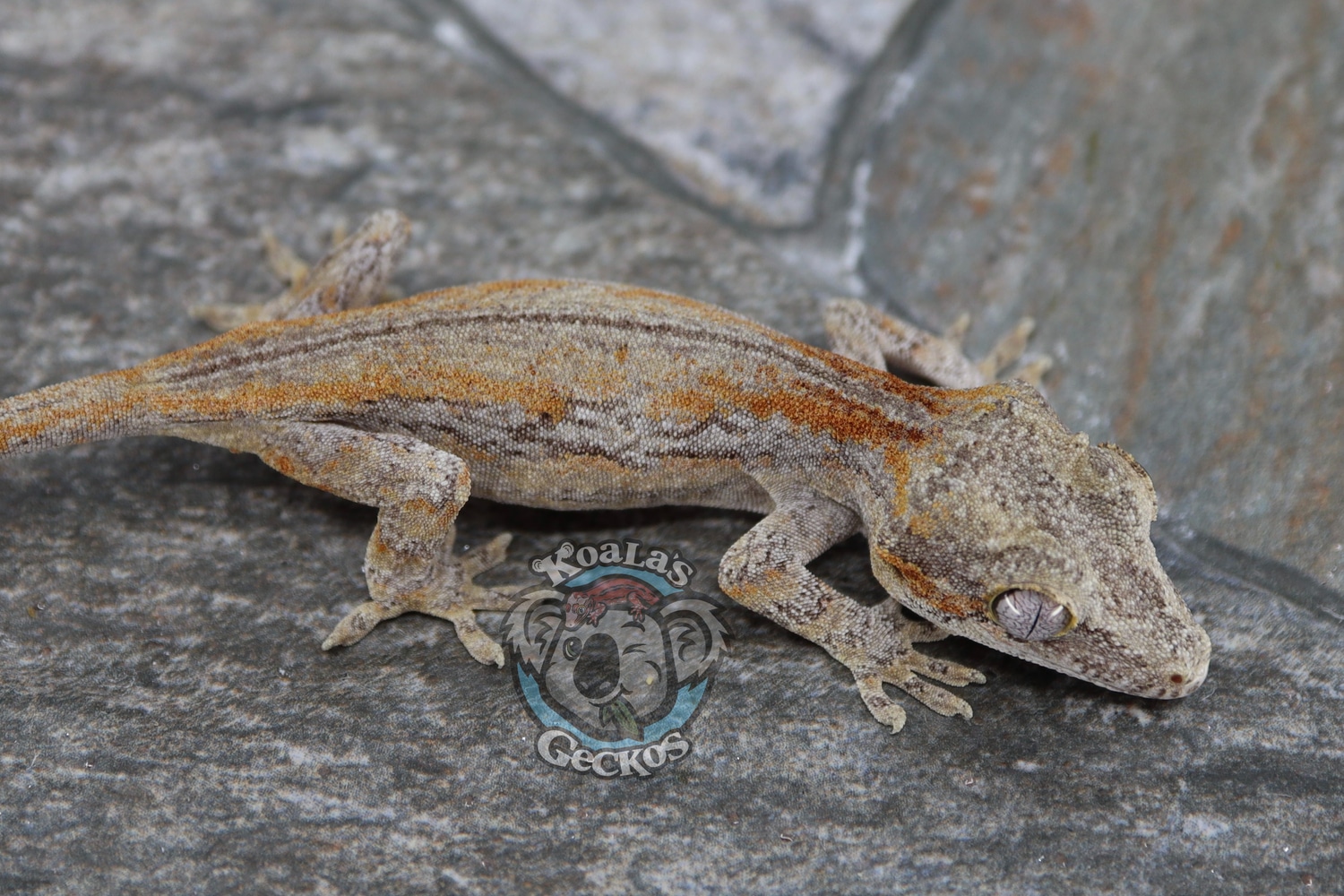 Red Stripe Offspring Gargoyle Gecko by Koala's Geckos - MorphMarket