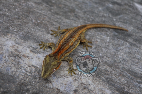 Red Stripe Offspring Gargoyle Gecko by Koala's Geckos