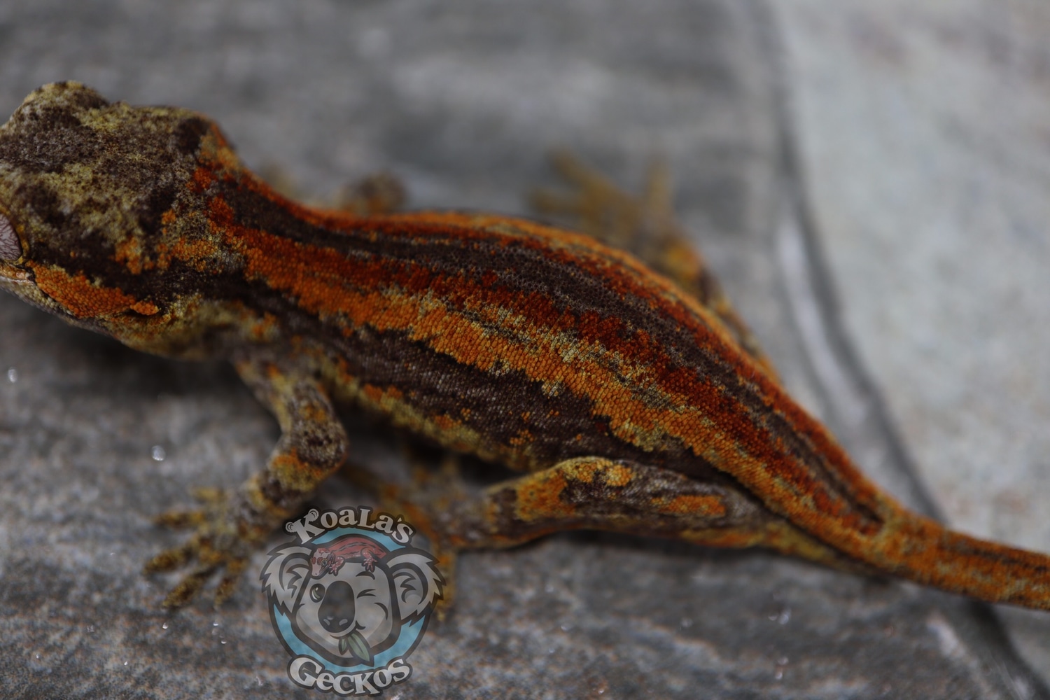 Vibrant Red Stripe Gargoyle Gecko by Koala's Geckos - MorphMarket