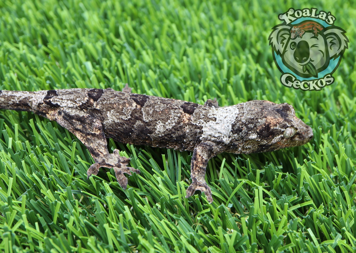 White Collar Pine Island Juvi Chahoua Gecko by Koala's Geckos - MorphMarket