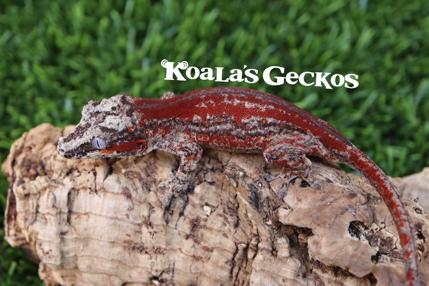 Blood Red Super Stripe Gargoyle Gecko by Koala's Geckos - MorphMarket