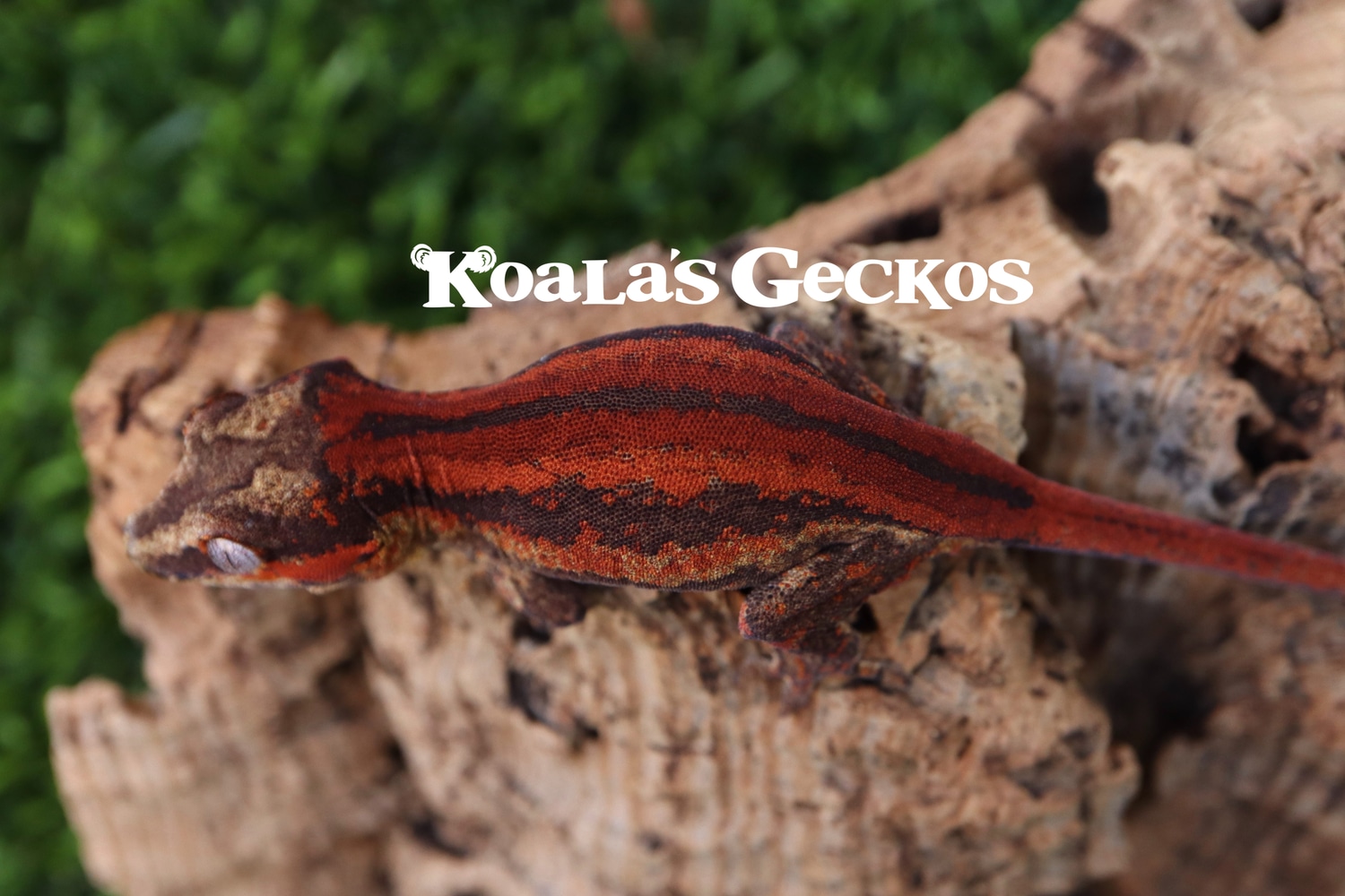 MALE Super Stripe 2 Gargoyle Gecko by Koala's Geckos - MorphMarket
