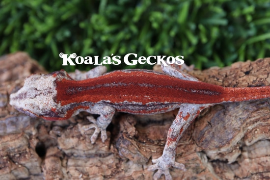 Saturated MALE Super Stripe 3 Gargoyle Gecko by Koala's Geckos