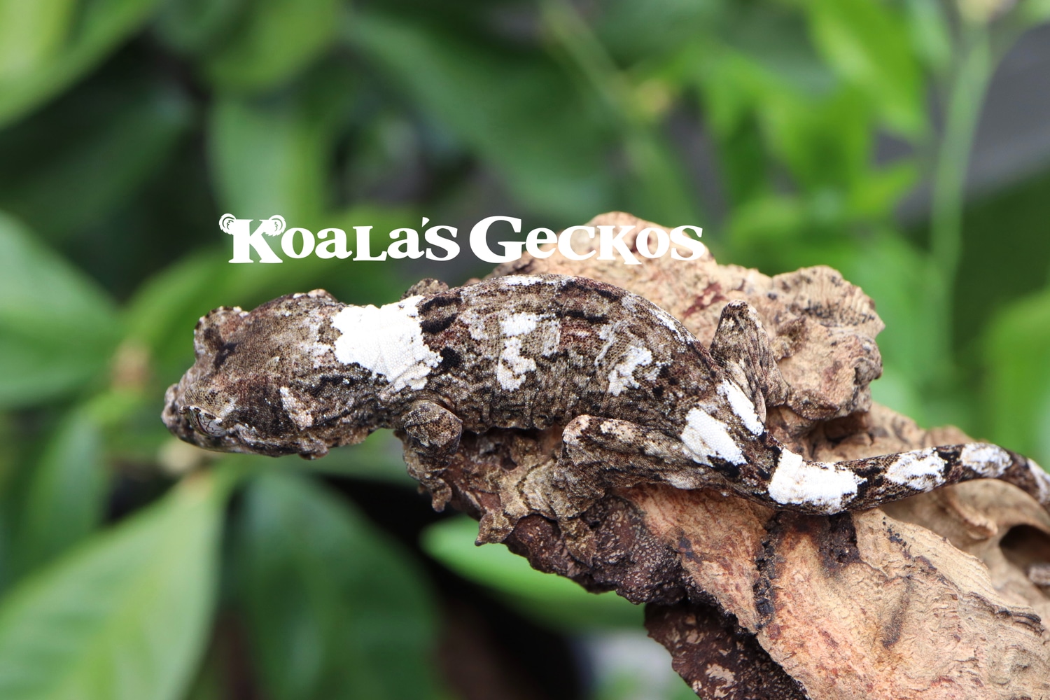 Back And Side White + White Collar PI Chahoua Gecko by Koala's Geckos ...