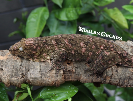 Pure GT Victor Red Bar Line Male Leachianus Gecko by Koala's Geckos
