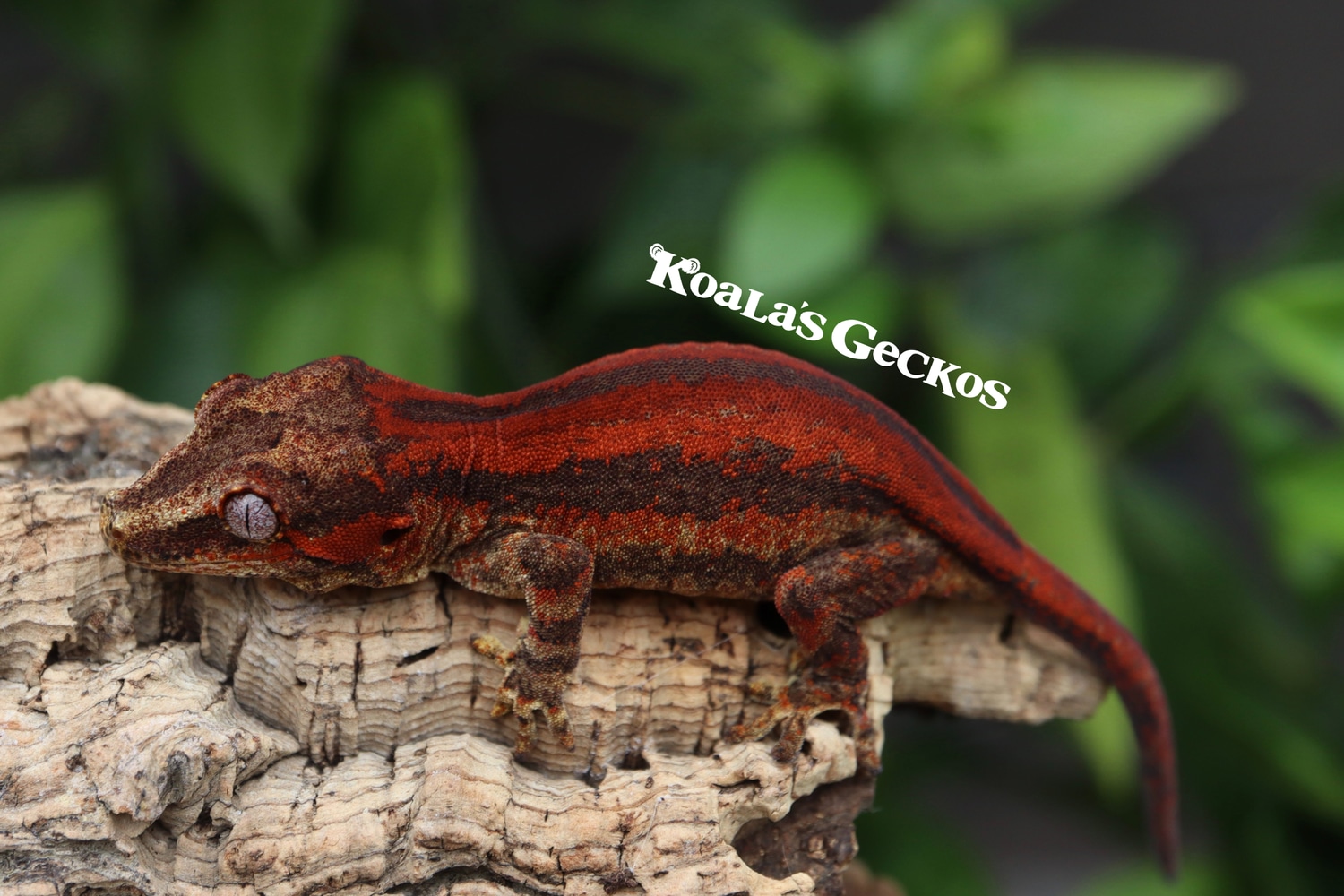 MALE Red Stripe Gargoyle Gecko by Koala's Geckos - MorphMarket