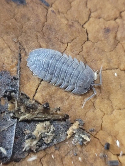Armadillidium Peraccae Isopod 10ct by Kobak Bug Farm