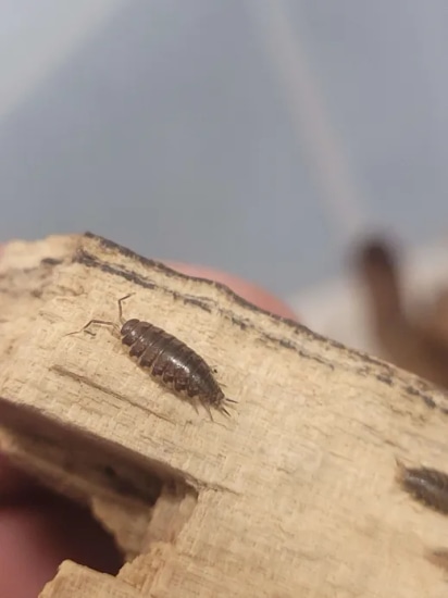 "Checkered Isopod" Aphiloscia Annulicornis Ten Count by Kobak Bug Farm