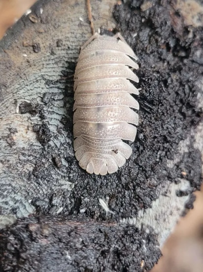 "Sandstone" Armadillidium Scaberrium 10ct Isopod by Kobak Bug Farm