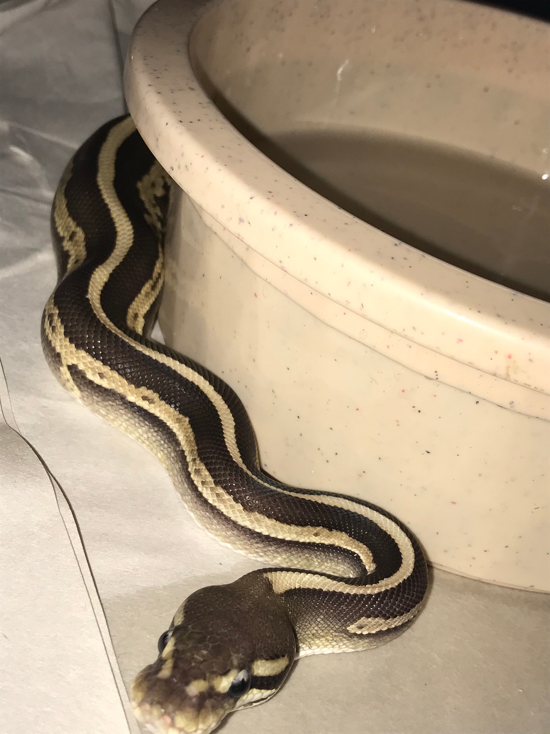 Black Pastel Butter Leopard Ball Python by TwentyThree Paint Jobs ...