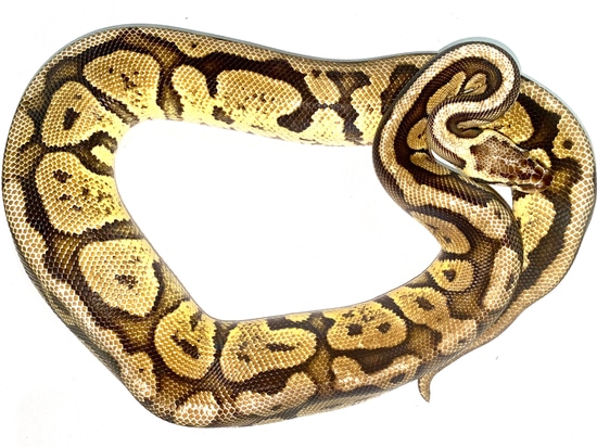 Pastel Yellow Belly Dinker Pos Het Clown Ball Python by TwentyThreees