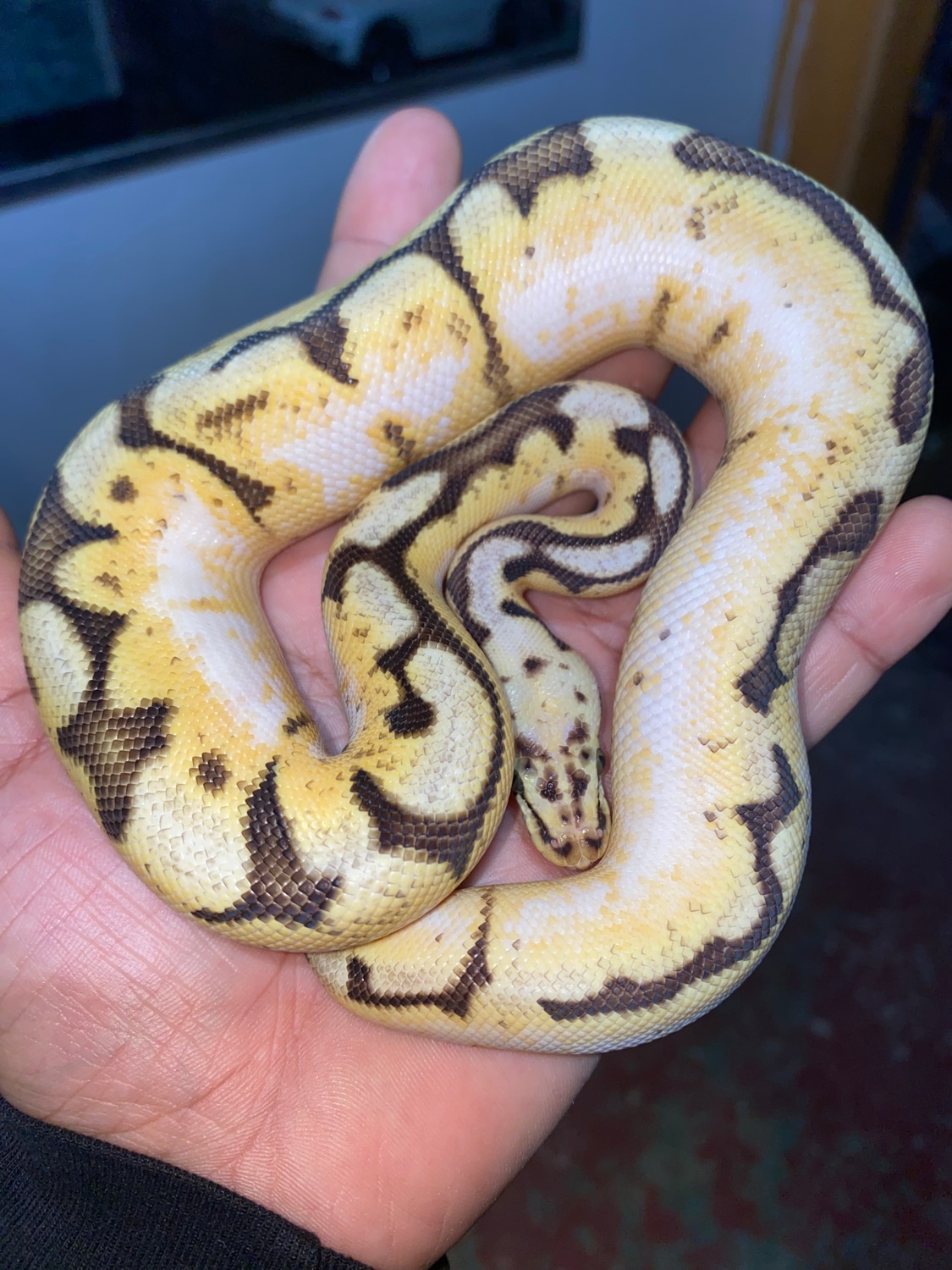 Enchi Calibee Pos Yb Pos Super Ball Python by TwentyThree Pastel ...
