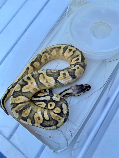 Super Pastel Enchi Calico Yellow Belly Ball Python by TwentyThreees