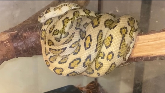 Hypo Bredli Caramel Jaguar Other Carpet Python by TwentyThreees