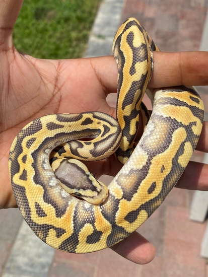 Pastel Hypo Puzzle Ball Python by TwentyThreees