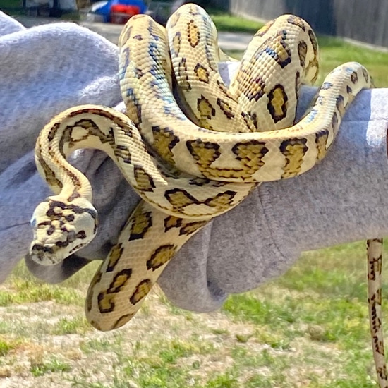 Hypo Bredli Caramel Jaguar Other Carpet Python by TwentyThreees