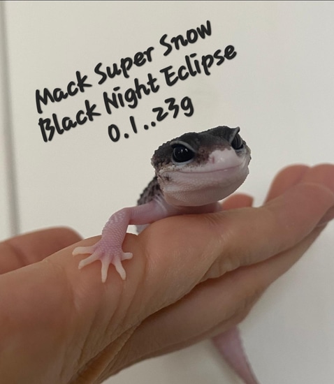 Mack Super Snow Black Night Eclipse Leopard Gecko by Kobis_geckos
