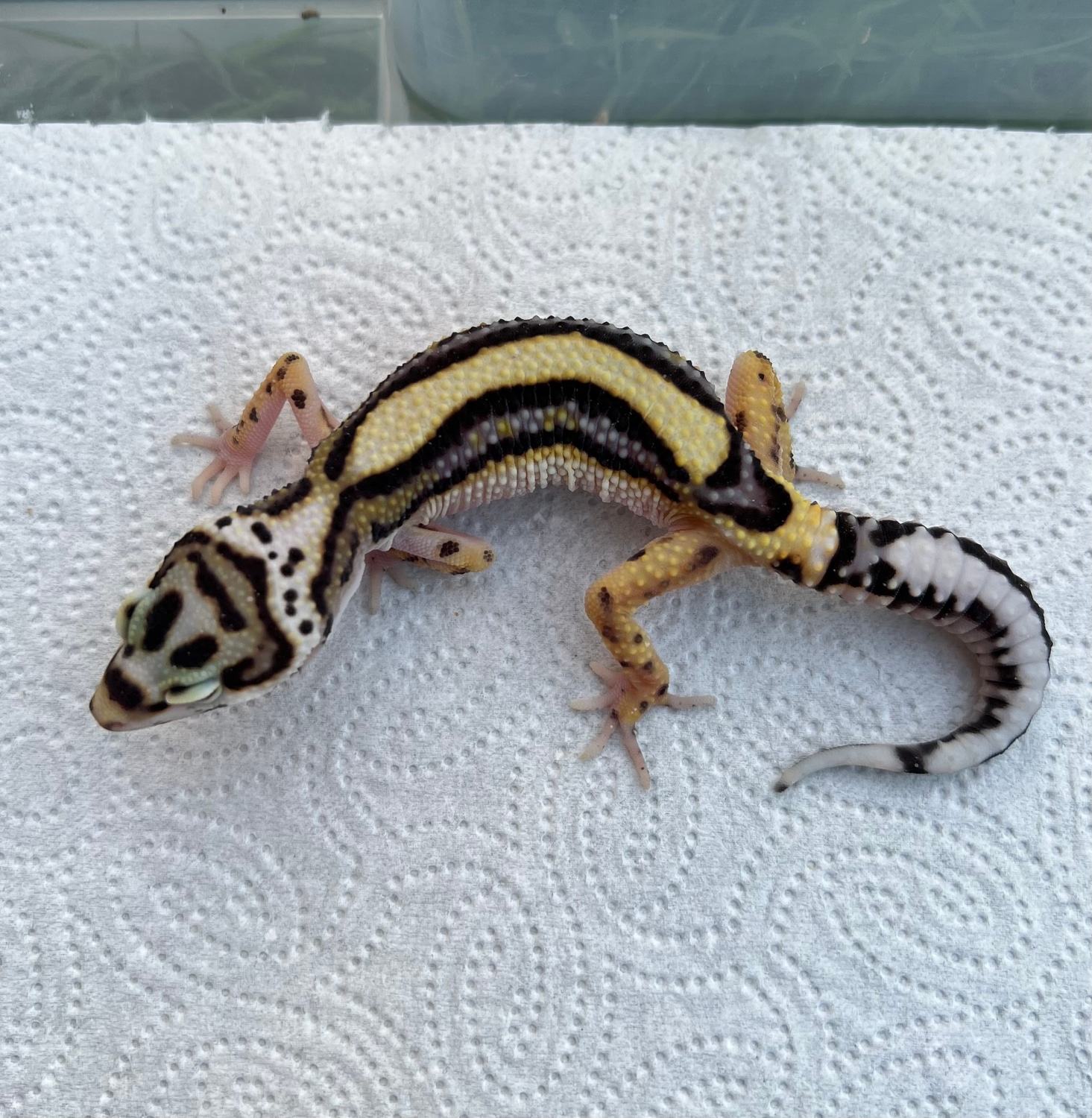 Lavender Bold Stripe Leopard Gecko by Koci Geckos - MorphMarket