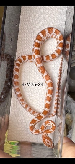 24’ Male Miami Ultramel Het Scaleless Corn Snake by KOcorns