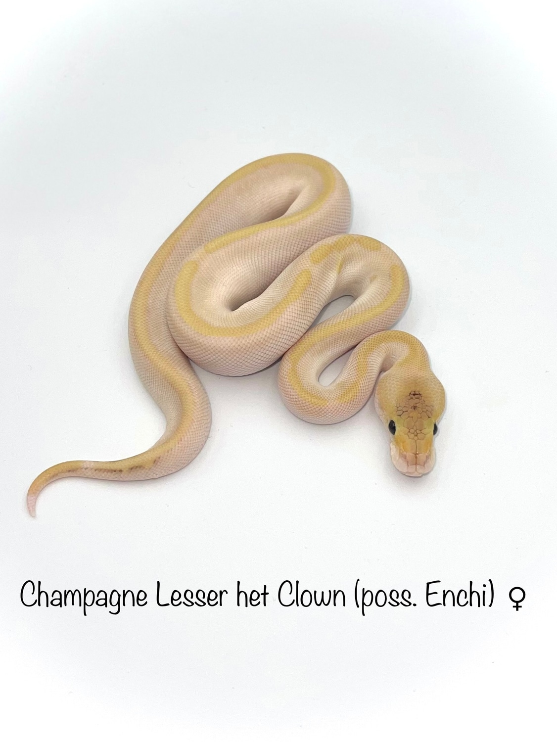 Champagne Lesser Het Clown Poss. Enchi Ball Python by REDptiles.com ...