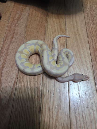 Banana Pastel Desert Ghosthet Cryptic Het G Stripe Ball Python by ...