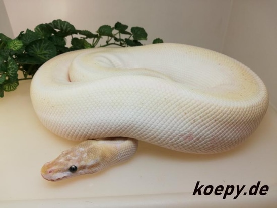 Vanilla Super Mojave Ball Python by Dirk Hasselberg