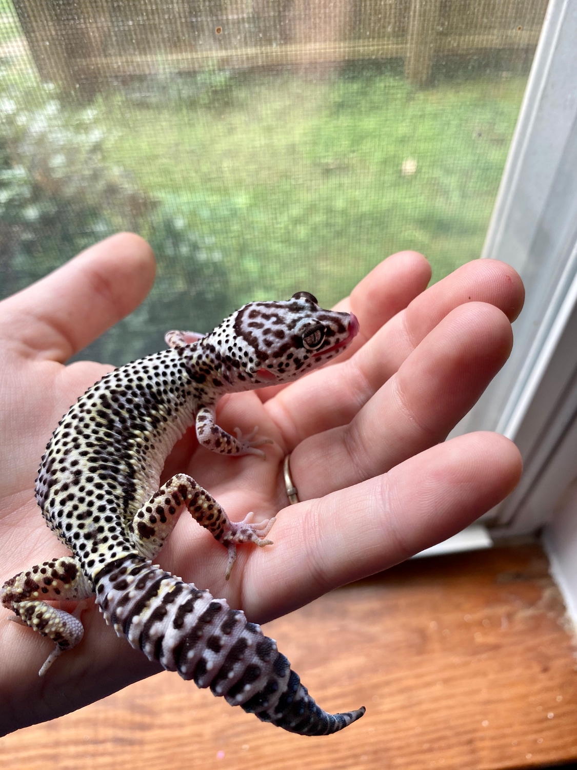 Snow Het Typhoon Poss Lemon Frost Leopard Gecko by KO Gecko - MorphMarket