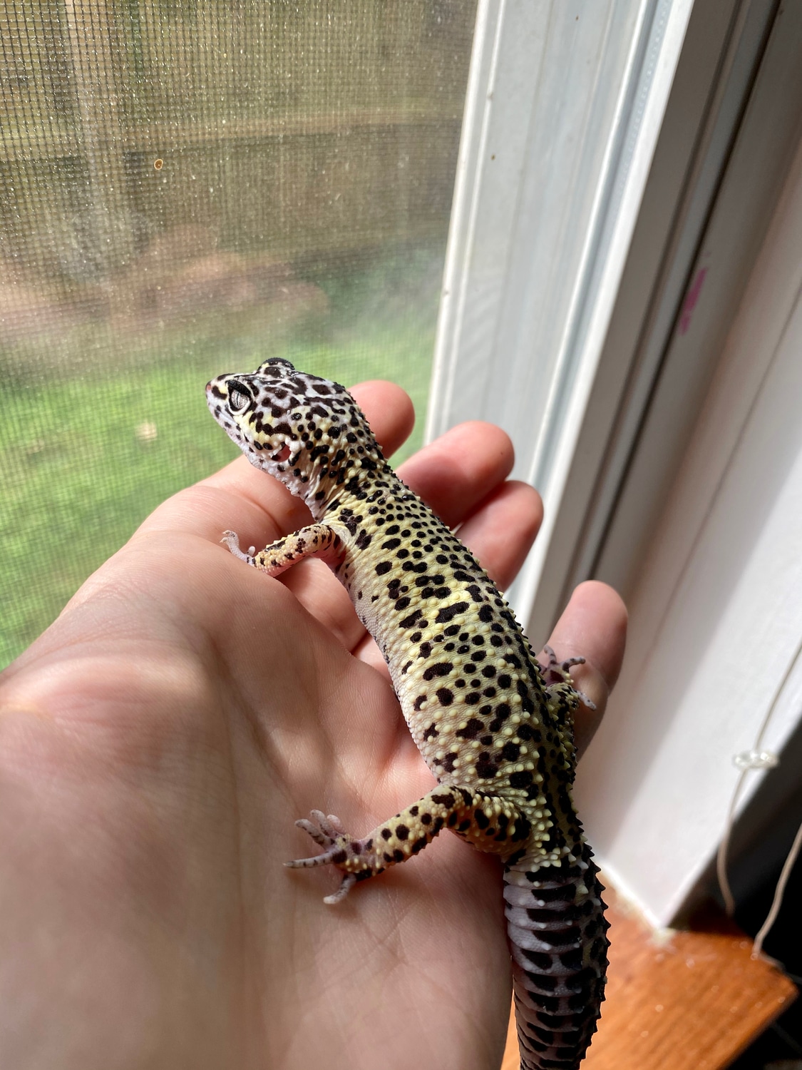 Wild Type Het Typhoon Poss Lemon Frost Leopard Gecko by KO Gecko ...