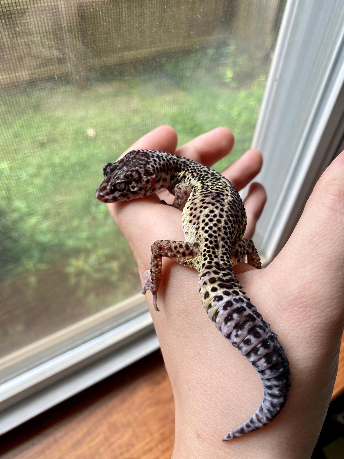 Lemon Frost Het Typhoon Leopard Gecko by KO Gecko - MorphMarket