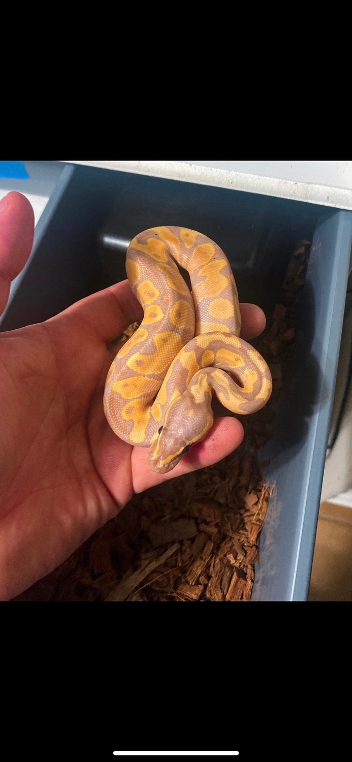 Banana Possible Calico Yellowbelly Ball Python by Righteous Scales, LLC ...