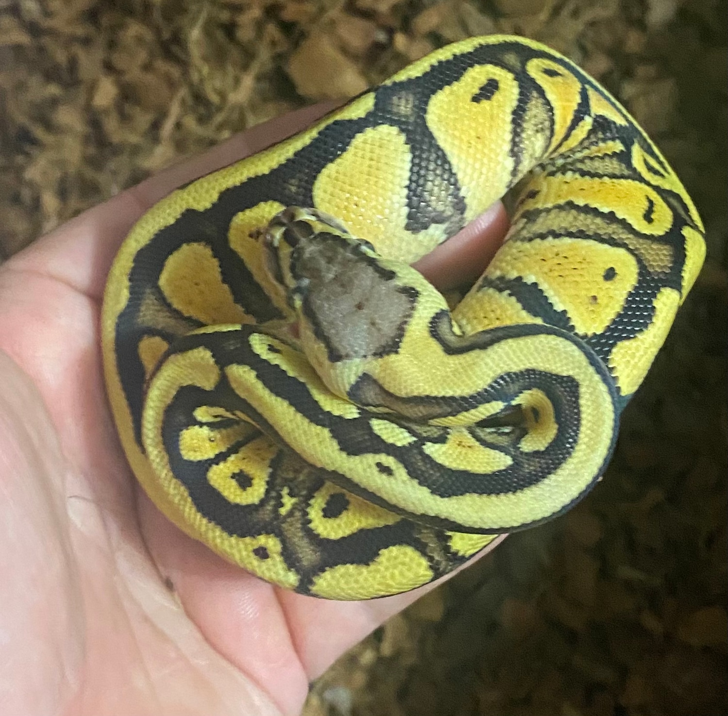 Pastel Spark Het Clown Ball Python by Righteous Scales - MorphMarket