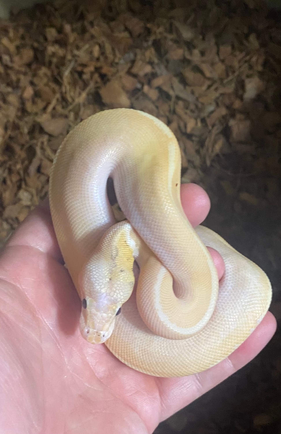 Banana Pinstripe Puma Ball Python by Righteous Scales - MorphMarket