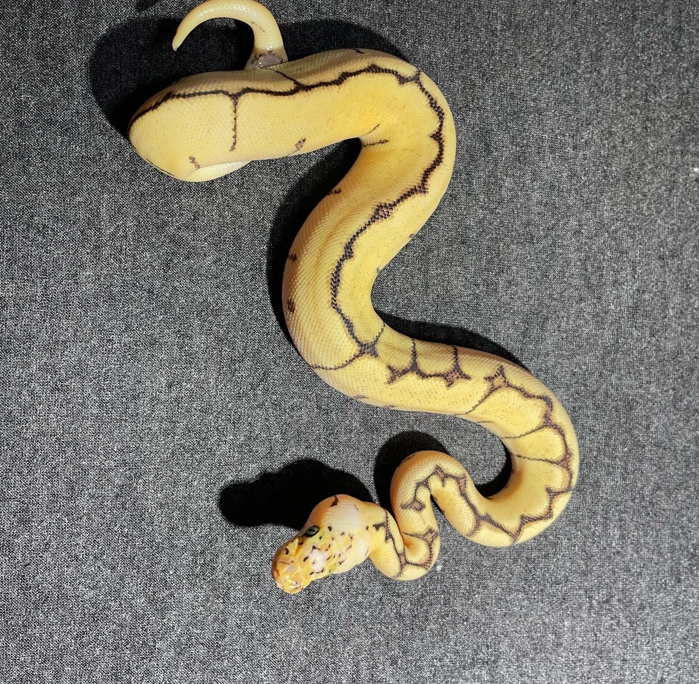 Bumblebee Clown, Possible Spark Ball Python by Righteous Scales ...