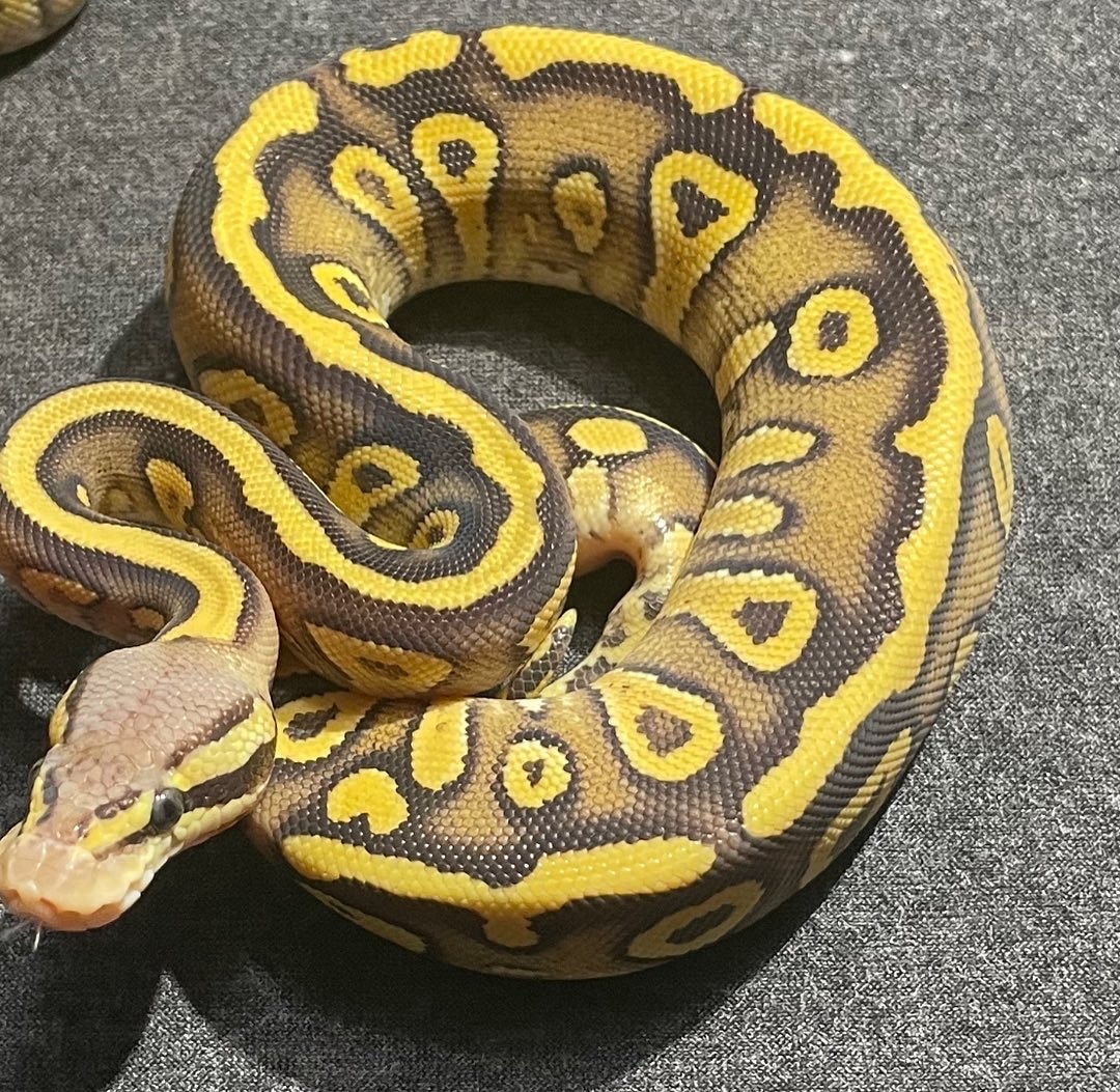 Pastel Mojave Spark Het Clown Ball Python by Righteous Scales - MorphMarket