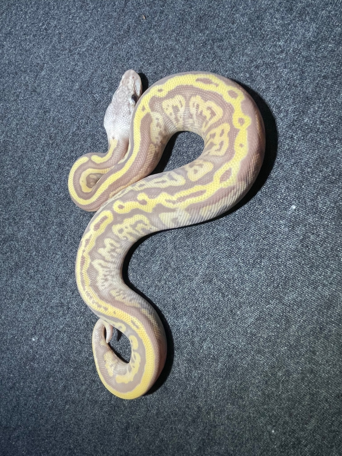Banana Yb Leopard Pastel Pos Enchi Ball Python by Righteous Scales ...