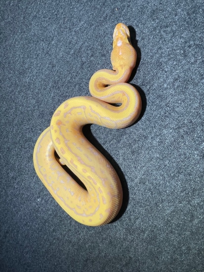 Banana Yb Leopard Pin Pos Enchi Female Maker Ball Python by Pinnacle ...