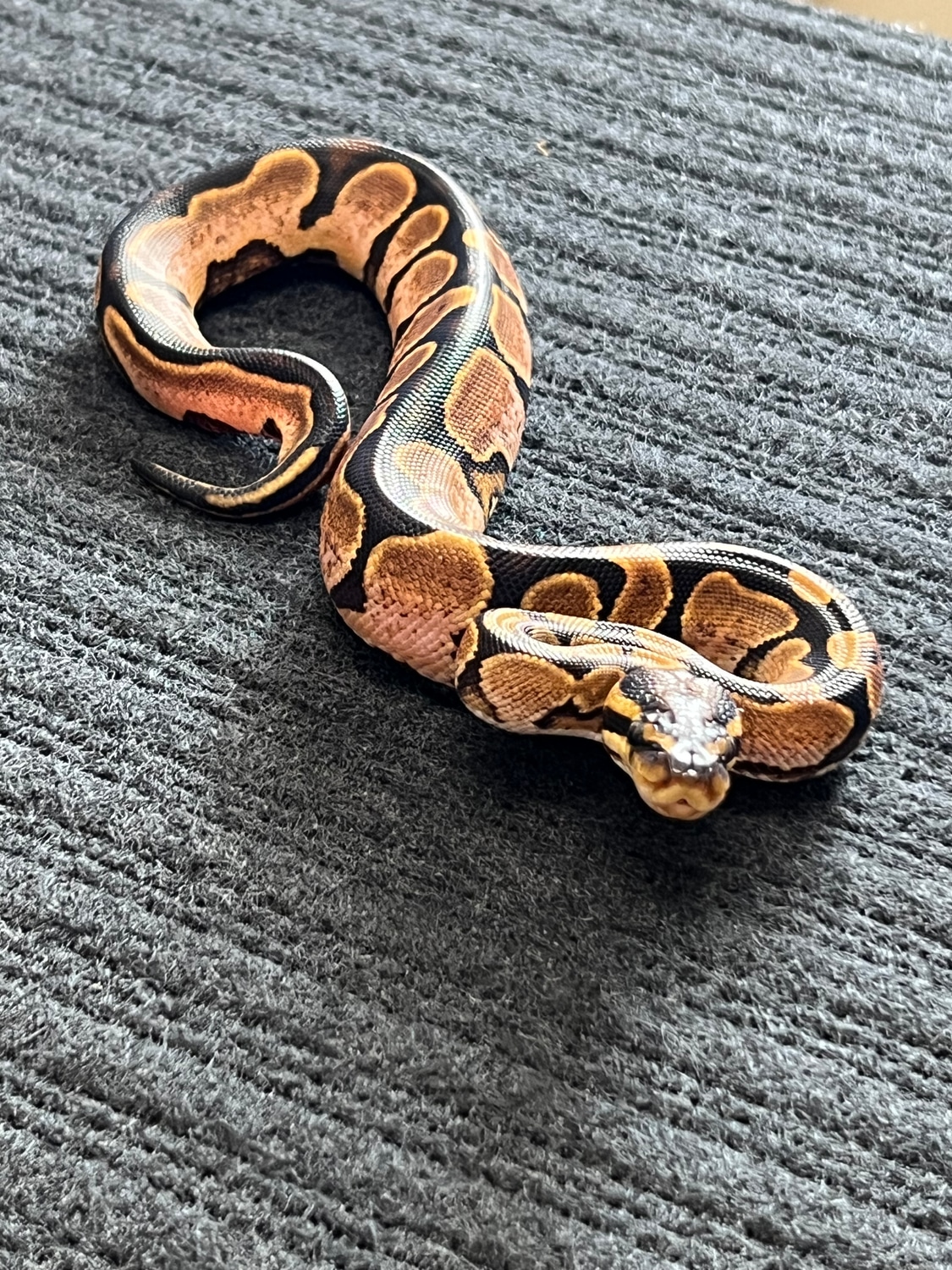 Calico, YB Ball Python by Righteous Scales - MorphMarket