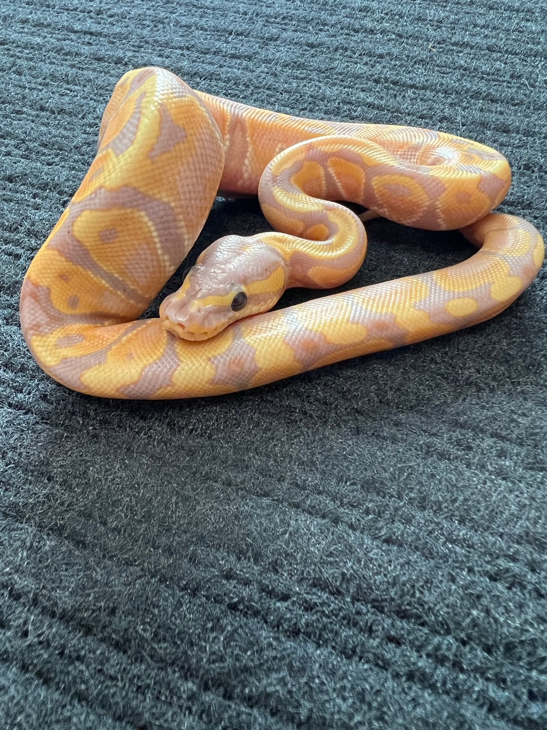 Banana, Pos YB (Male Maker) Ball Python by Righteous Scales - MorphMarket