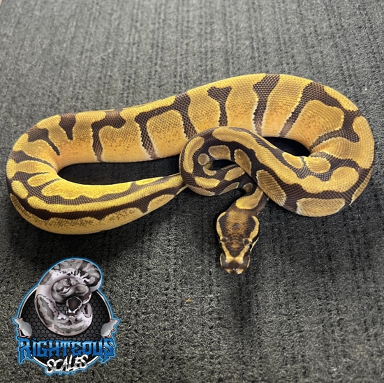 OD Enchi Het Pied Ball Python by Pinnacle Pythons, LLC