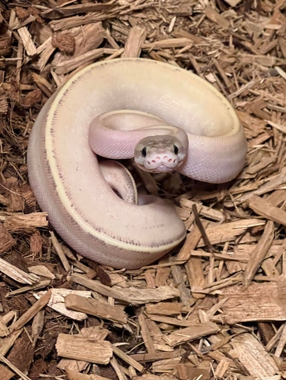 Puma Pinstripe Ball Python by Pinnacle Pythons, LLC