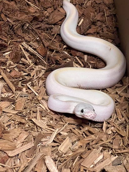 Puma Blast Ball Python by Pinnacle Pythons, LLC